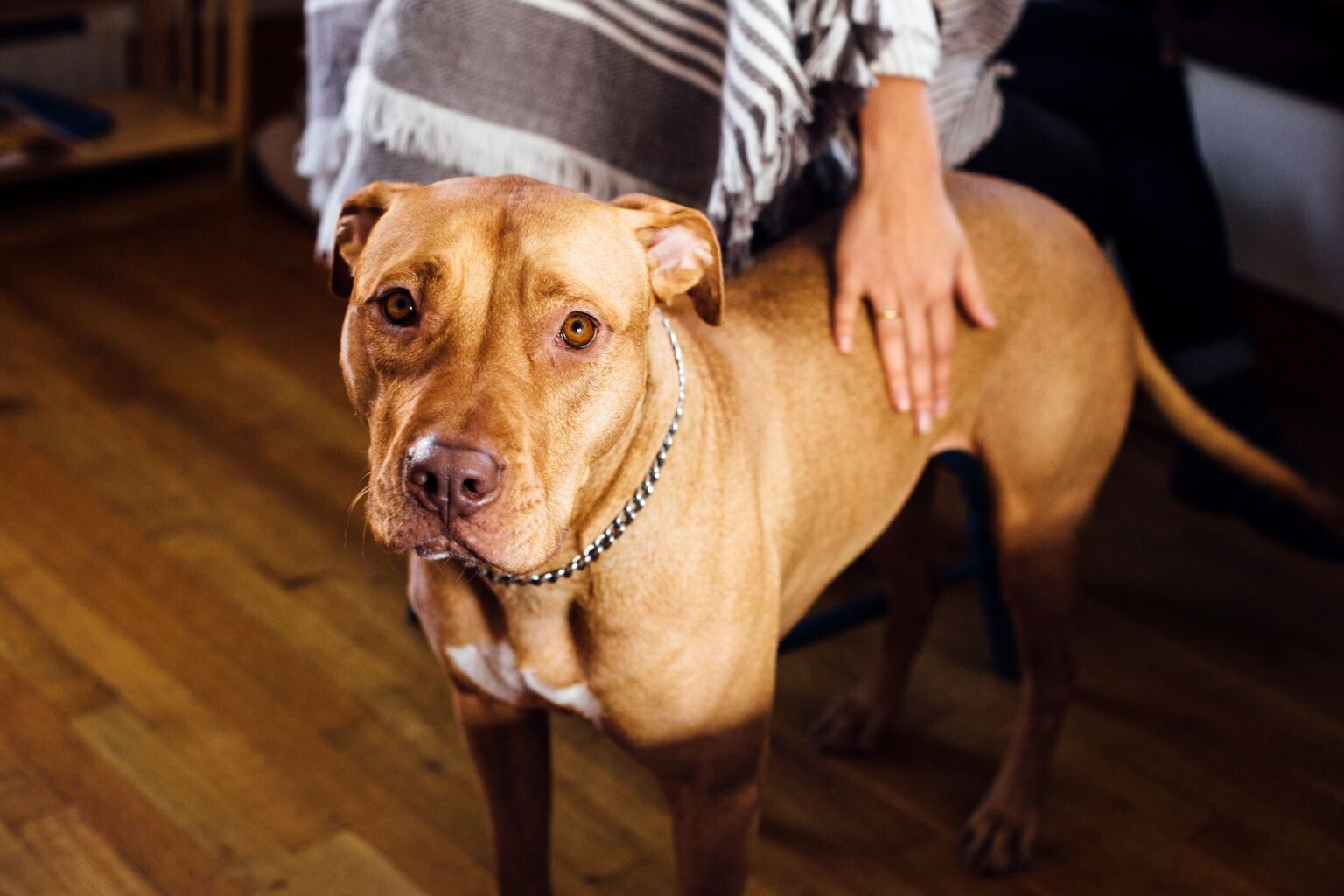 Can you really restrict big dogs in an HOA? - HOA Sites